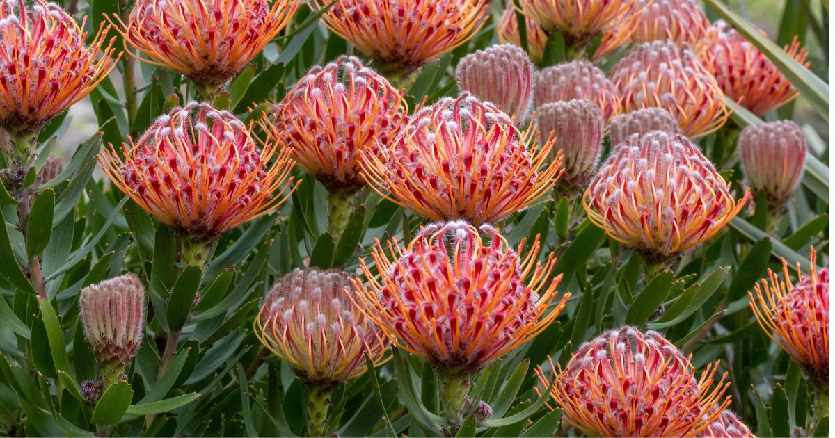 South Africa's Fynbos: A Floral Kingdom of Diversity - Travel Times
