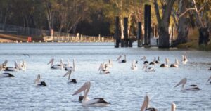 The Murray River: Australia's Longest River and Ecosystem - Travel Times