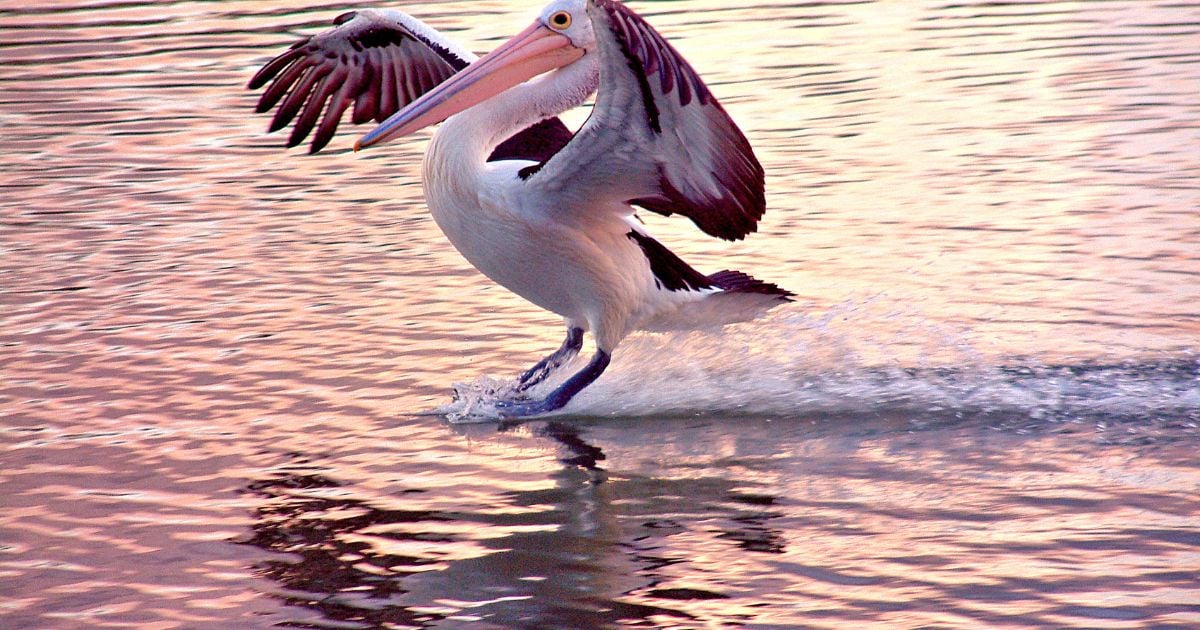 The Murray River: Australia's Longest River and Ecosystem - Travel Times
