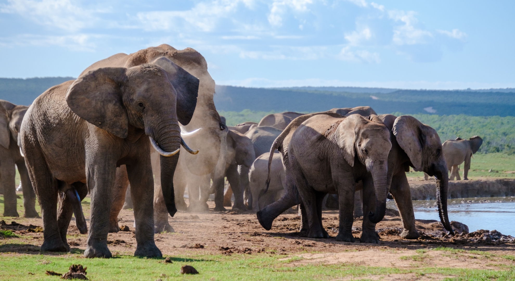 Addo Elephant Park: Majestic Elephants & Wildlife